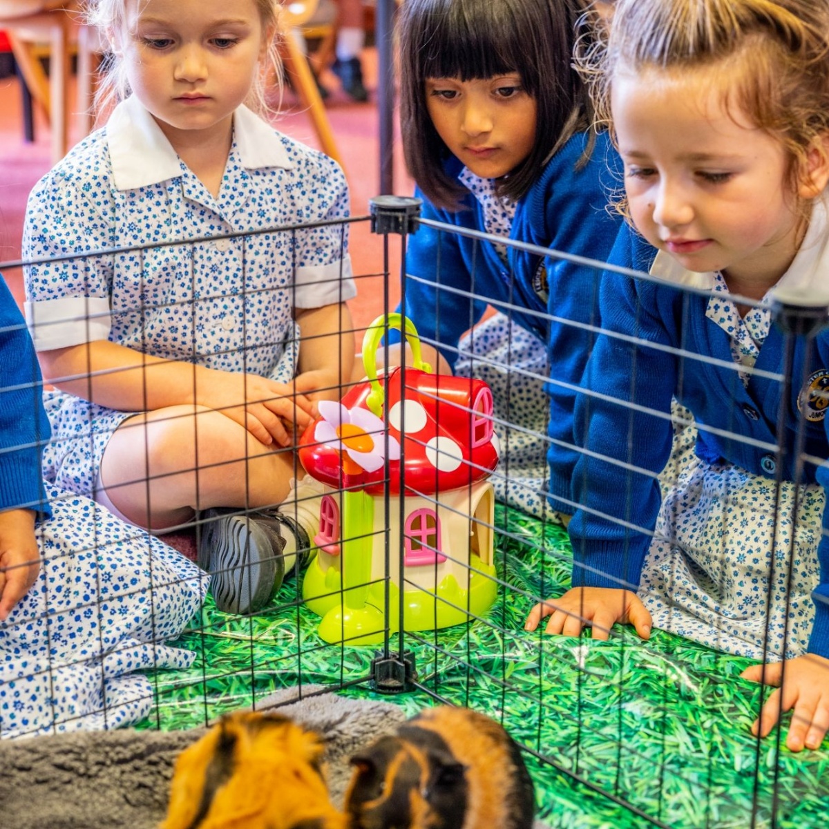 Leicester Grammar Junior School - Cookie & Marmalade